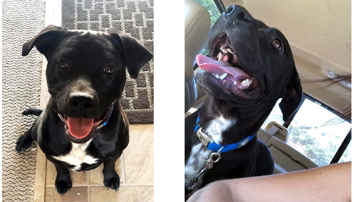 Archie the dog at his new home - Calaveras Humane Society