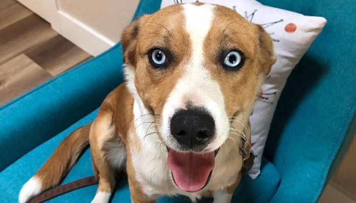 Finn the dog - Calaveras Humane Society