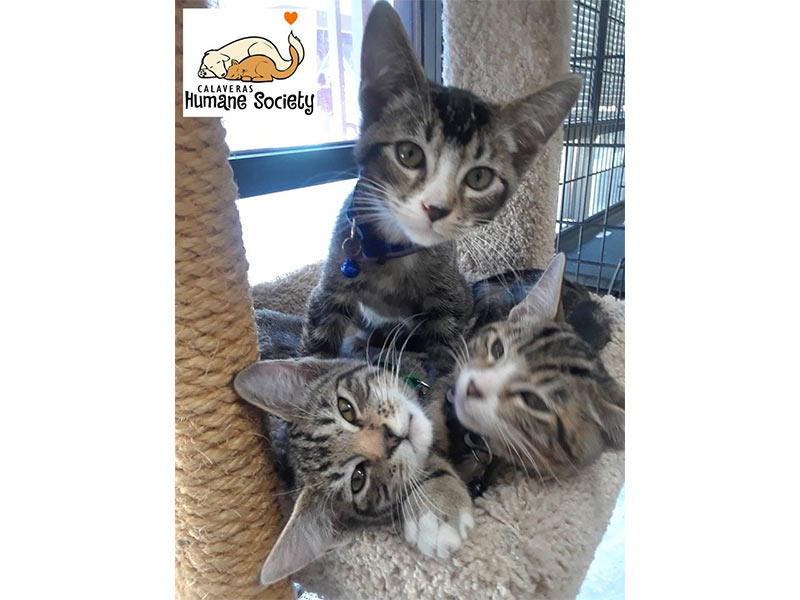 Kittens Available At Thrift Store - Calaveras Humane Society
