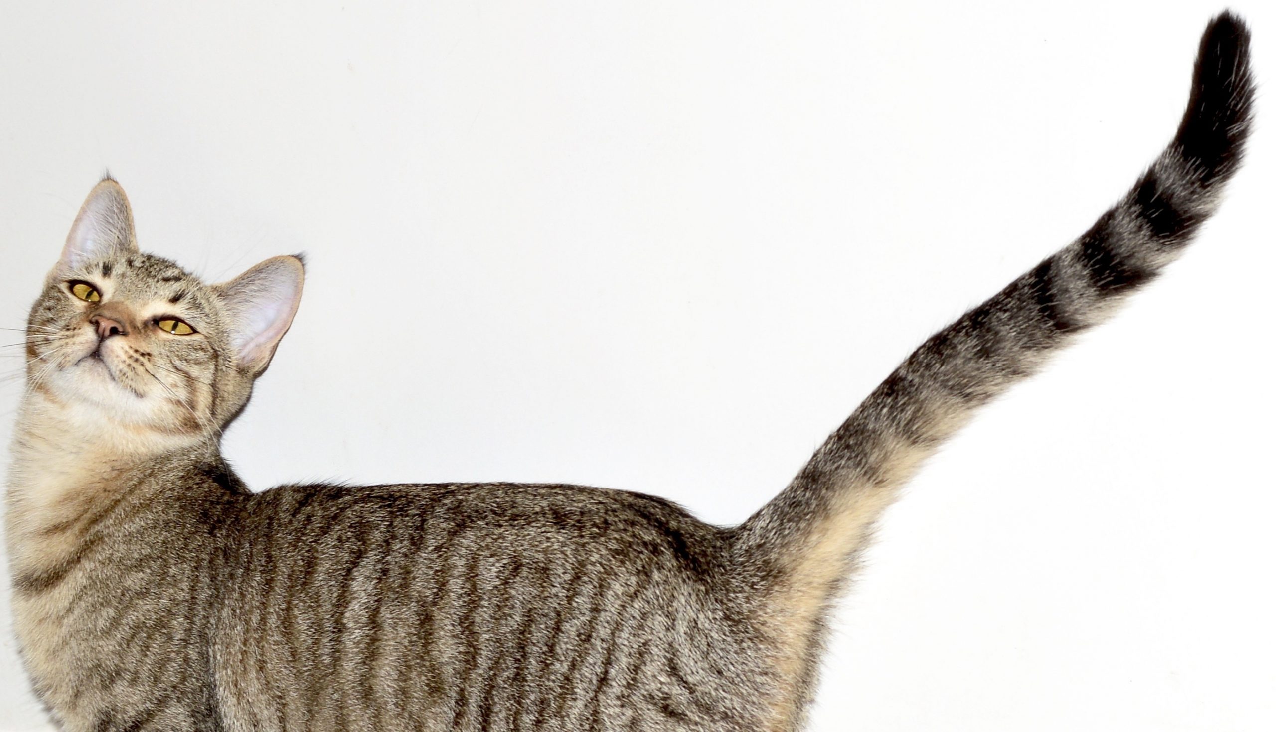 Cats - Calaveras Humane Society