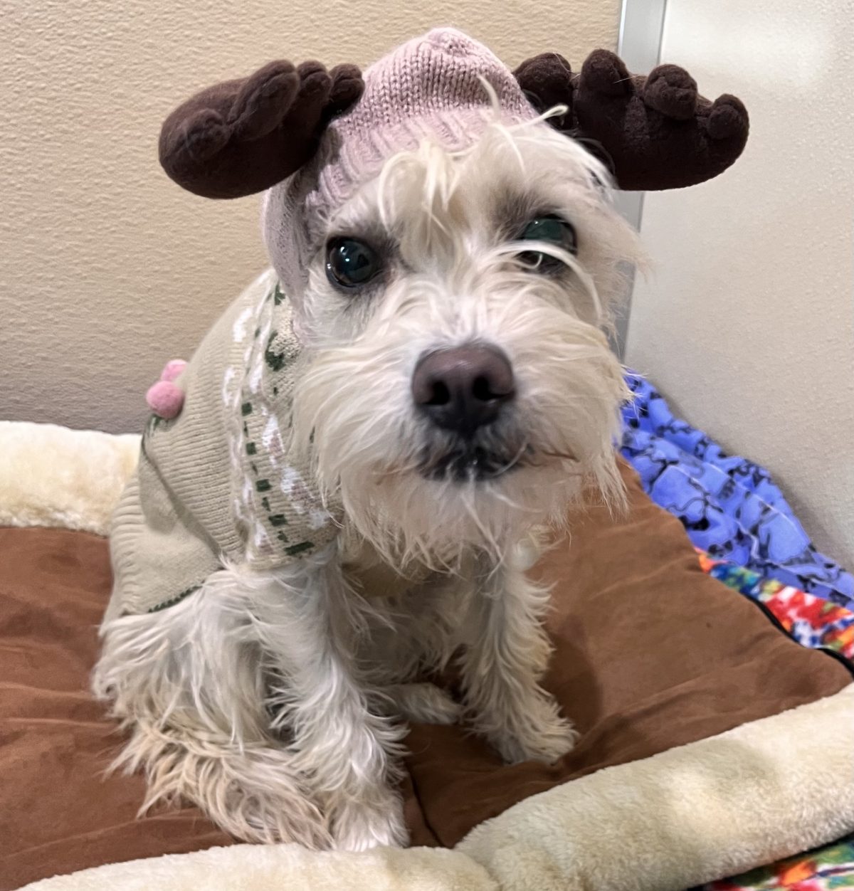 Bella - Calaveras Humane Society