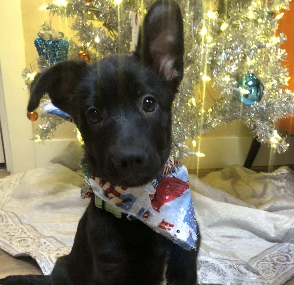 Holly - Calaveras Humane Society