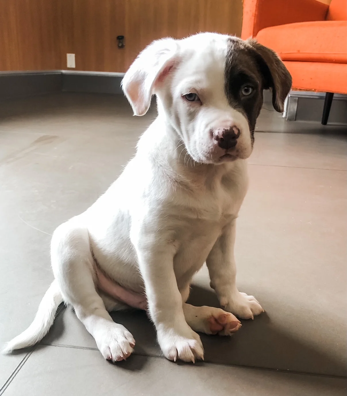 Roman - Calaveras Humane Society