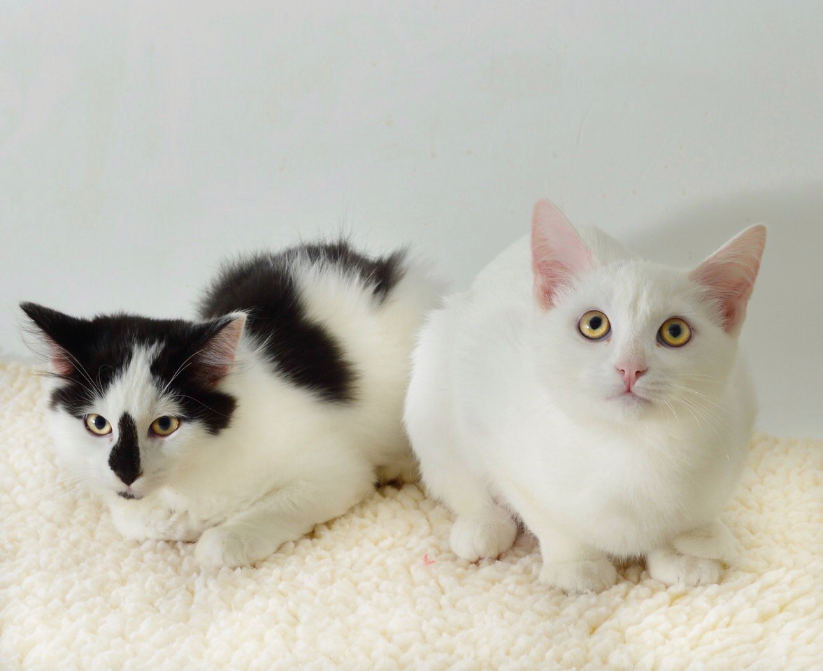 jasperivory3 - Calaveras Humane Society