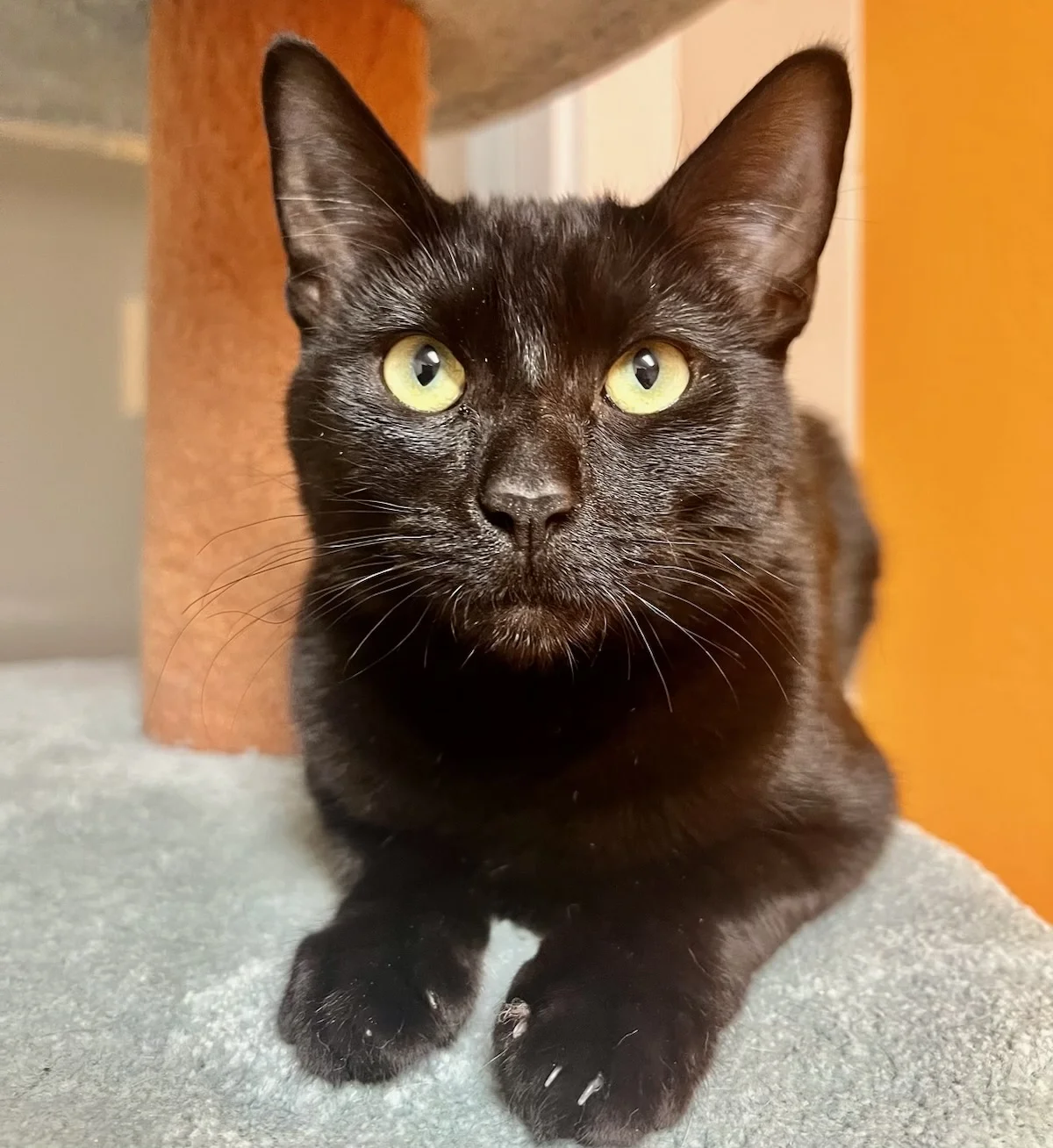 North - Calaveras Humane Society