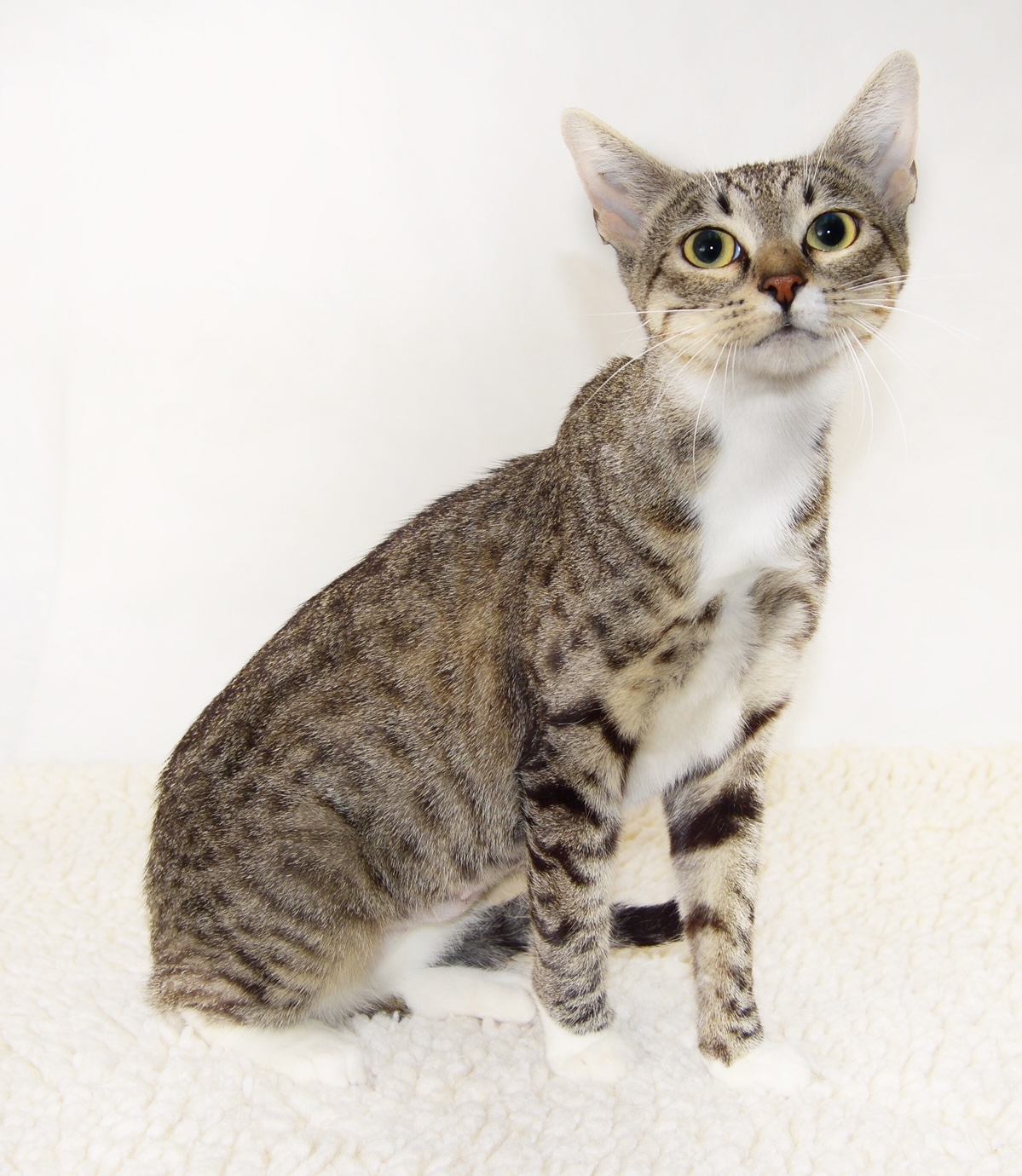 Cats - Calaveras Humane Society