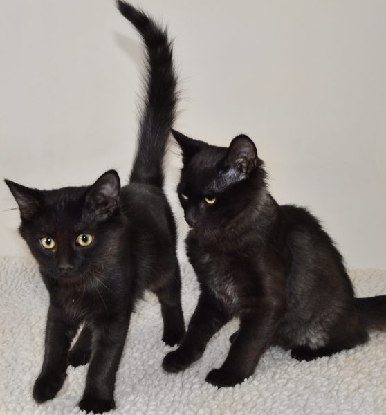 Cats - Calaveras Humane Society