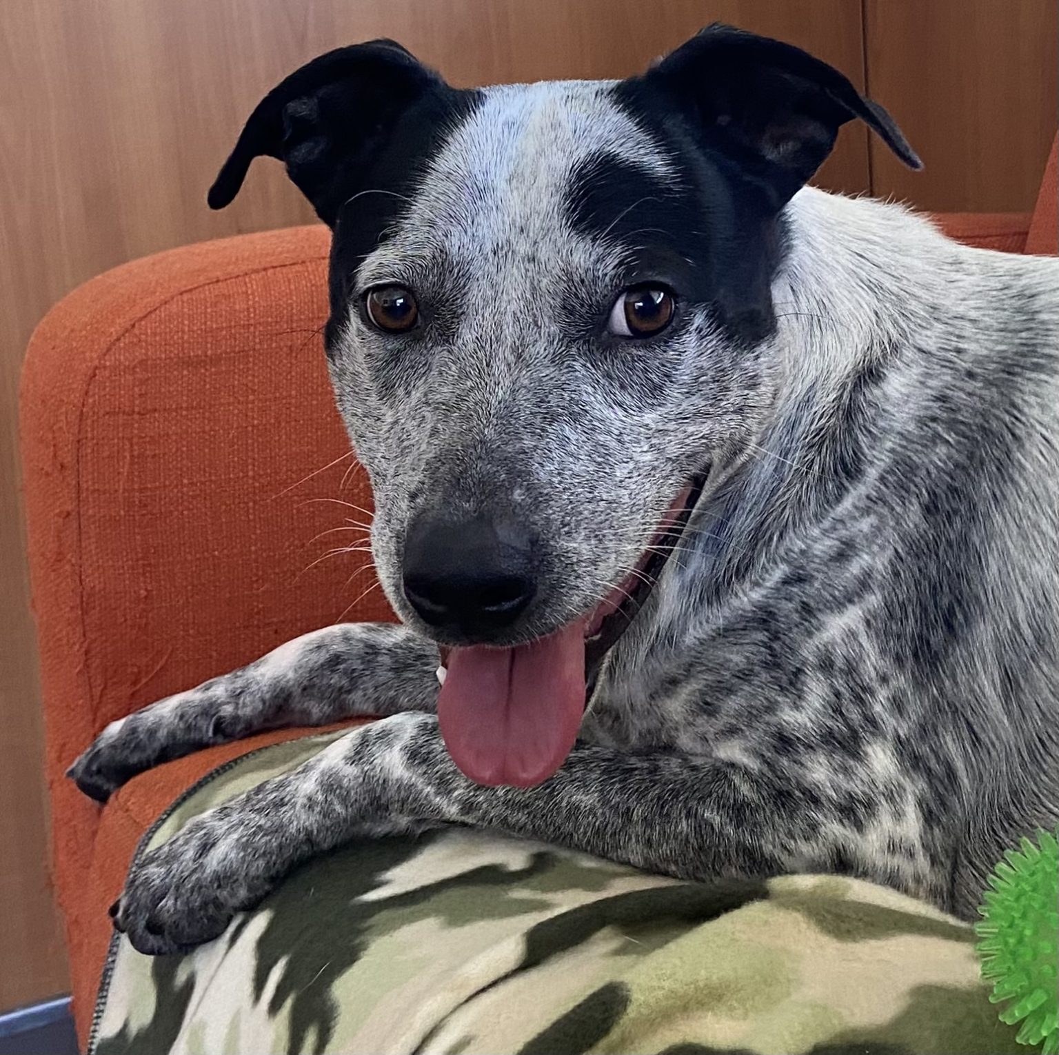 Ralphie - Calaveras Humane Society